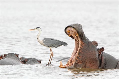 Comedy Wildlife Photography Awards 2022 Finalists