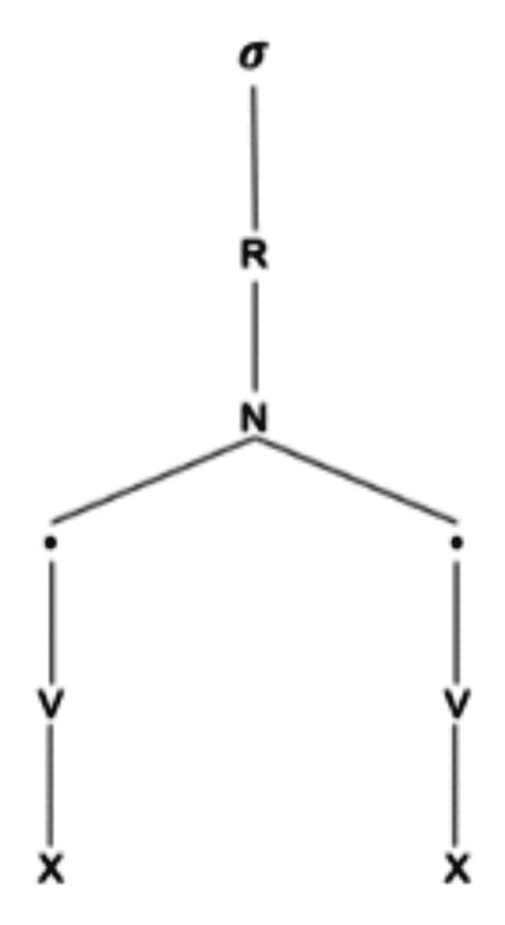 representation of a branching nucleus download scientific diagram