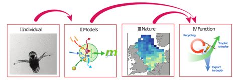 The Trait Based Approach To Ocean Ecology Centre For Ocean Life