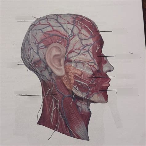 Lab 2 Diagram Quizlet