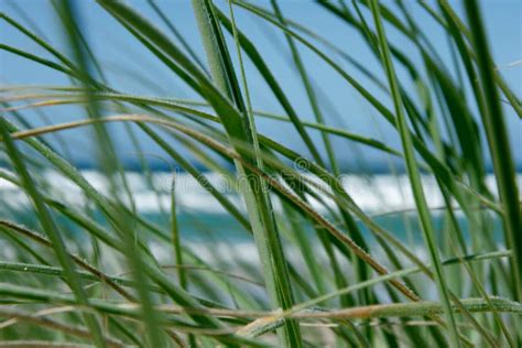 Looking Through Grass Stock Image Image Of Surf Grasses 97195