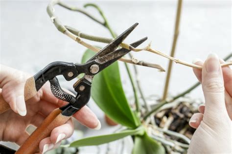 Comment entretenir une orchidée Découvrez les astuces Archzine fr