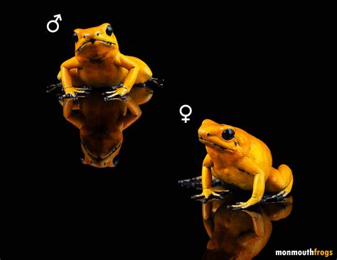 Sexing Phyllobates Terribilis Dart Frogs Monmouthfrogs
