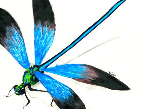 Drawing Dragonfly
