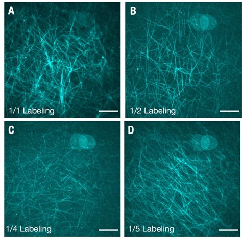 Fig S4 Experimentally Evaluating The Polymerization Of Microtubules
