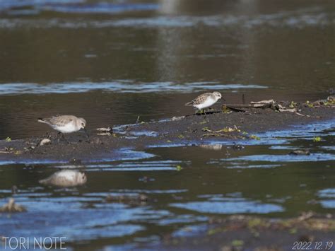 霞ヶ浦湖畔散歩3ヨーロッパトウネン Tori Note 茨城の野鳥観察日誌