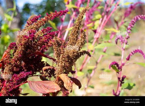 Seeds Of Red Vegetable Amaranth On A Plant Branch Cultivation Of A