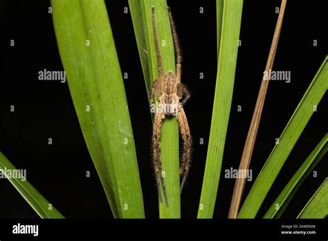 Common Rain Spider Palystes Superciliosus On A Cold Winters Night