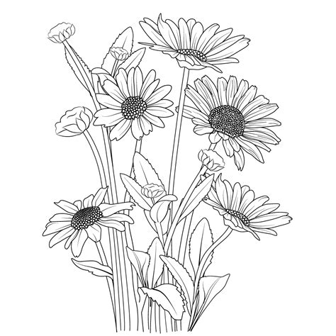 Outline Daisy Flower Drawing And Botanical Daisy Flower Illustration Daisy Vecetor Art