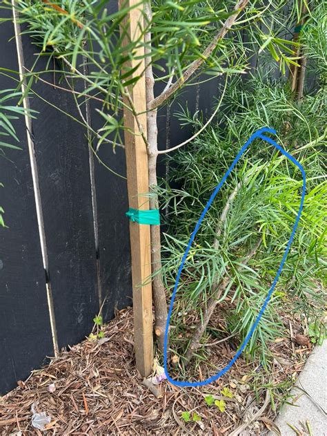 Podocarpus Trunk Offshoots Pruning Question Rgardening