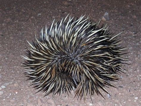 Tachyglossidaetachyglossus Aculeatus Short Nosed Echidna Flickr