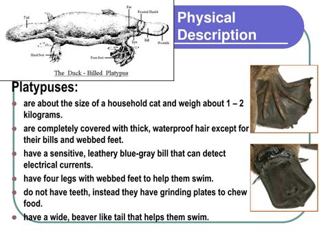 Ppt The Unusual Platypus Common But Vulnerable Powerpoint