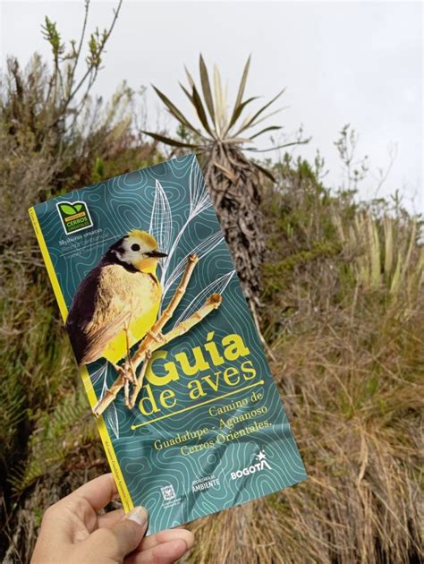 Guía De Aves Camino Guadalupe Aguanoso Cerros Orientales