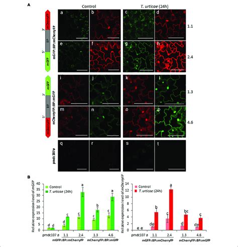 Schematic Representation Of Fusion Constructs And Expression Assays