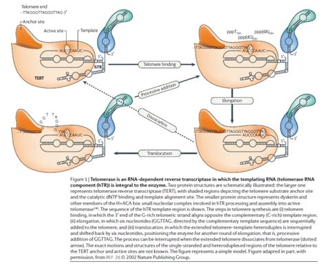 Cellular Crisis Exploreable