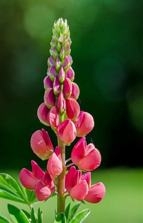 Fleurs de Lupine Lupinus Flowers Nadir çiçekler Güzel çiçekler