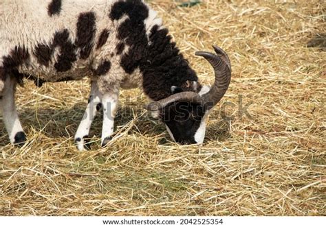 Real Mutation In Animals