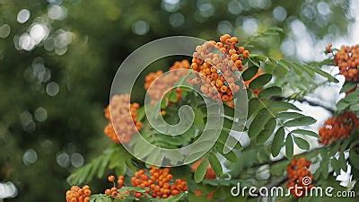 Closeup Of Orange Rowan Berries Or Mountain Ash Tree With Ripe Berries
