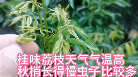 桂味荔枝秋梢遇天气气温高，长梢比较慢慢虫子比较多果农分享用药绿色水果 自家果园 荔枝 桂味荔枝 桂味荔枝管理技术 应粉丝要求，今天到果园参观订做圈枝苗卖给他。 Youtube