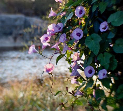 Gardening 101 Morning Glory Gardenista Garden Vines Morning Glory