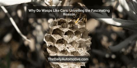 Why Do Wasps Like Cars Unveiling The Fascinating Reason