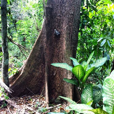 แอปเดล Apdel วิญญาณผู้พิทักษ์หมู่บ้าน ประเทศฟิลิปปินส์ อมรณา สารานุกรมแห่งความตาย