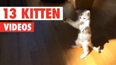 Funny Kittens Videos Youtube