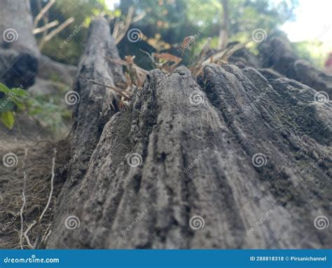 Truncated Trees Natural Background Stock Photo Image Of Truncated
