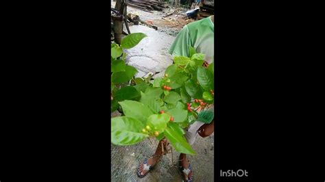 সর্পগন্ধা গাছ Sarpa Gandha Youtube