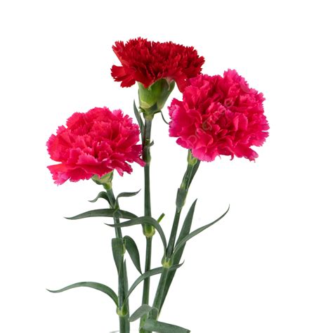 어머니의 날 꽃 꽃 축제 카네이션 녹색 잎 신선한 꽃 식물 Png 일러스트 및 이미지 에 대한 무료 다운로드 Pngtree