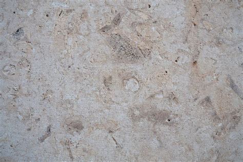 Shell Rock Is A Sedimentary Rock One Of The Varieties Of Limestone