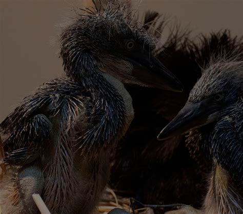 Conservation Breeding Rewilding Successes