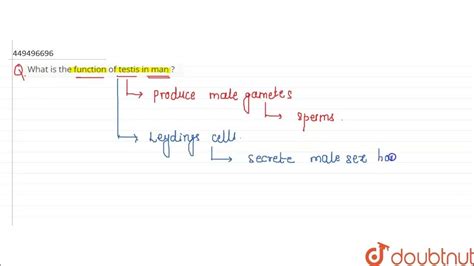 What Is The Function Of Testis In Man Class 10 How Do Organisms