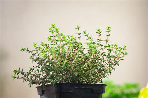 Premium Photo Thyme In Pot Spice Indoor Plant Healthy Meal Food Snack