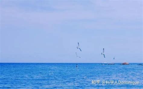 为什么海洋是地球上最大的生态系统 知乎