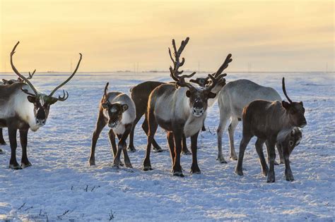 Caribou Vs Reindeer Whats The Difference