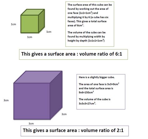 Diffusion GCSE Biology Edexcel Revision Study Rocket