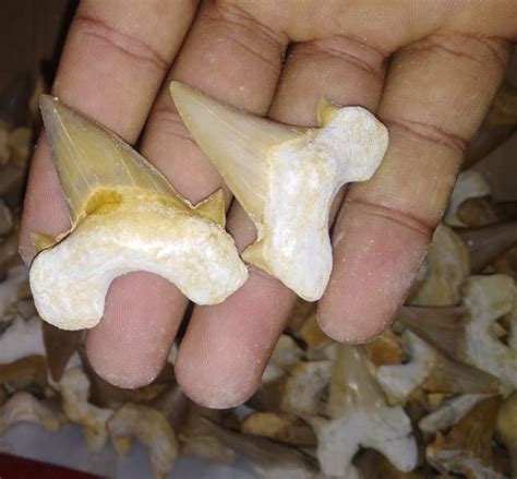 Mosasaur Tooth Fossils For Sale Unique Mosasaurus Tooth From Morocco