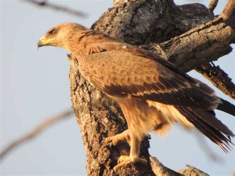 Kruger National Park Wildlife Watching Safari Getyourguide