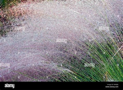 Hairawn Muhly Muhlenbergia Capillaris Called Gulf Muhly Also Stock