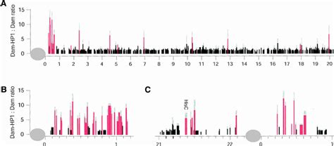 Chromosomal Distribution Of Hp1 Binding Each Vertical Line Represents