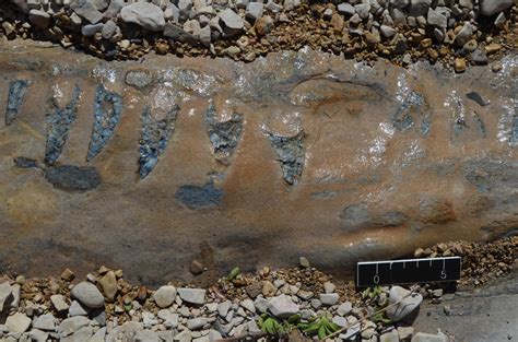 Can You Id This Fossil ResearchGate Can You Id This Fossil ResearchGate