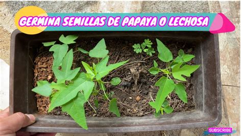 Germinación de la semilla de papaya Nucleo Jardin