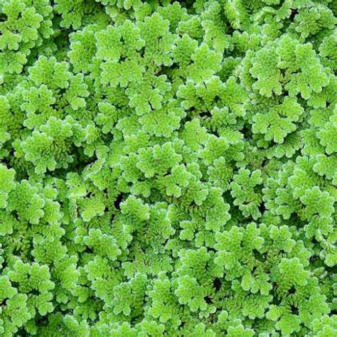Azolla 2oz Fairy Moss Floating Pond Plant Live Great For Koi Ponds And