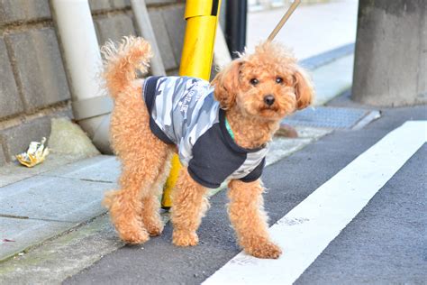 Handsome Toy Poodle Flickr