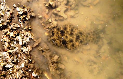 South Carolina Flounder Limits
