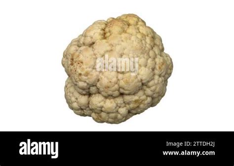 Realistic Render Of A Rotating Cauliflower Head On White Background