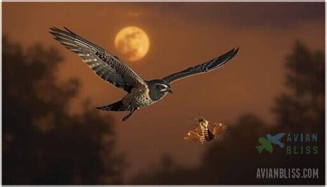Nightjars Habitat Behavior And Conservation Facts