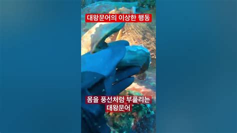 대왕문어의 이상한 행동 동해바다의 대왕문어 Octopus 스쿠버라인 스쿠버다이빙교육 동해바다문어 동해바다대왕문어