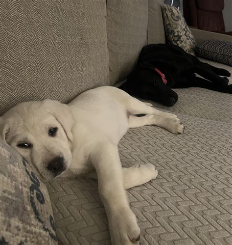 New member of the family : r/Blacklabs